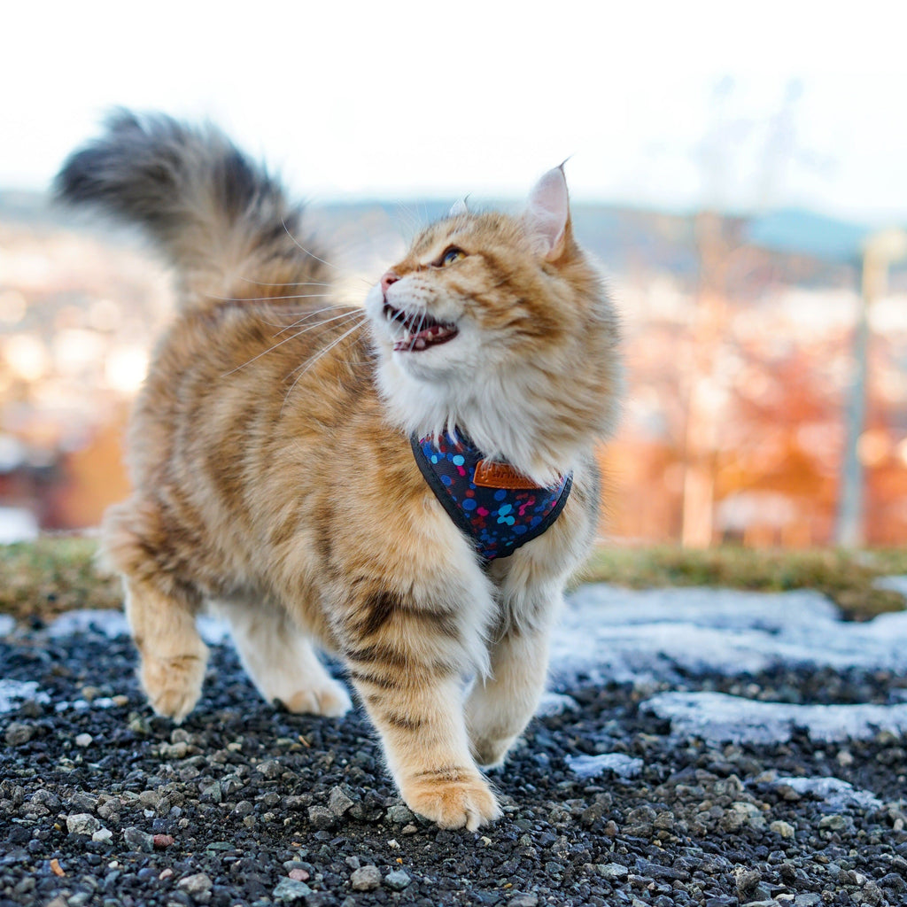 Adventure Cats – arthemisclothing