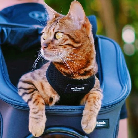 Adventure Cat Harness – arthemisclothing